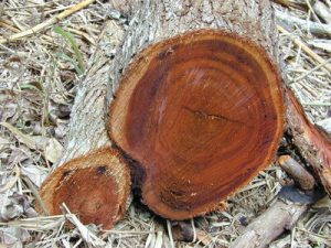 What is Acacia Wood? 5 Interesting Facts You Should Know